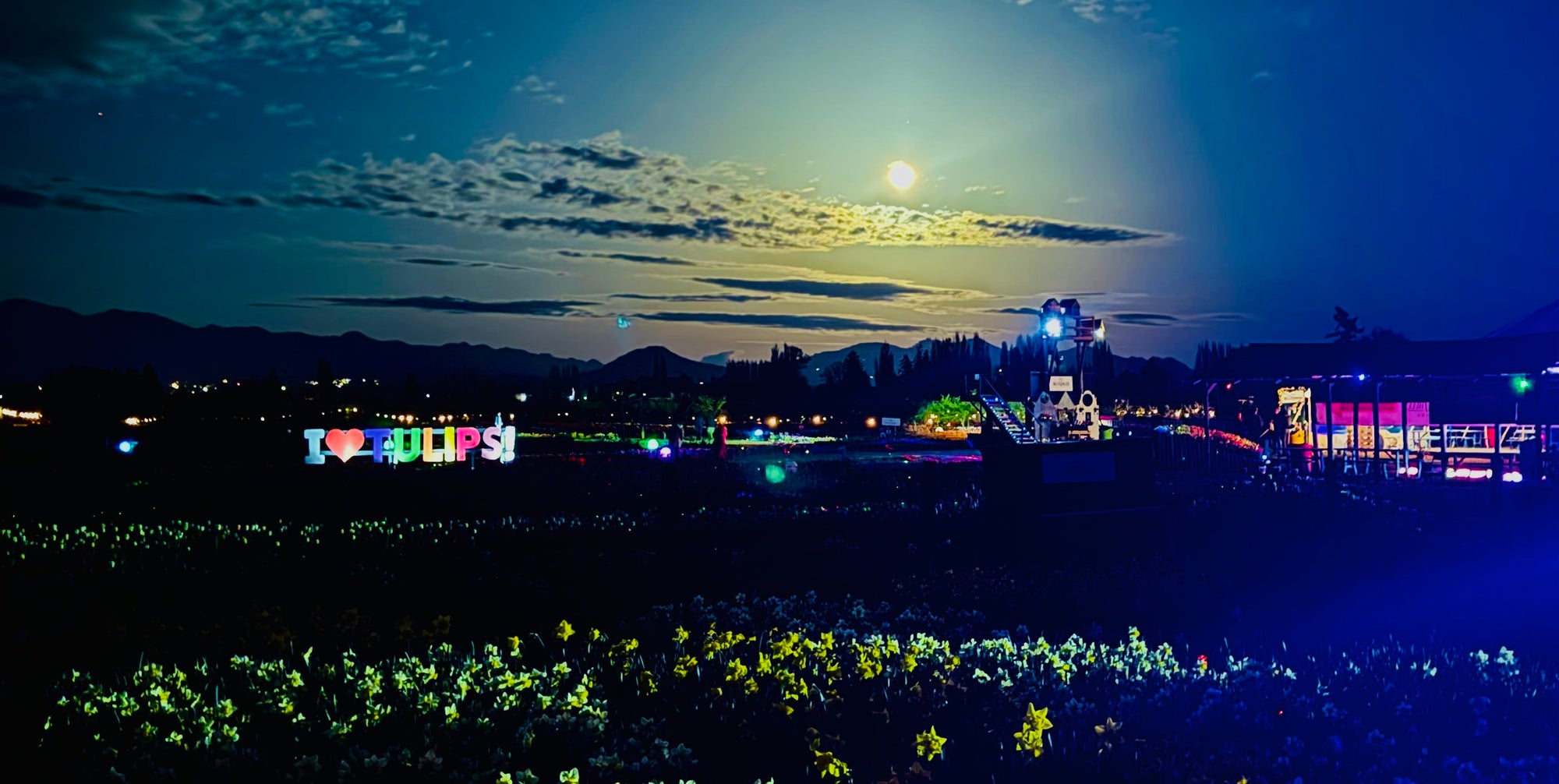 Night Bloom in the Tulips | Tulip Valley Farms | Events
