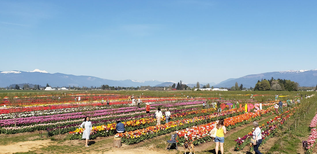 Tulip Festival Events Calendar | Tulip Valley Farms