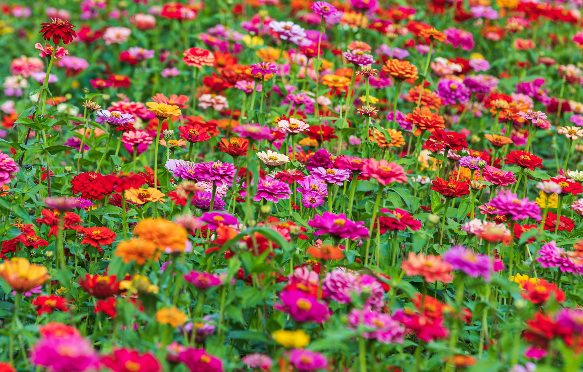 Tulip Festival Events Calendar | Tulip Valley Farms